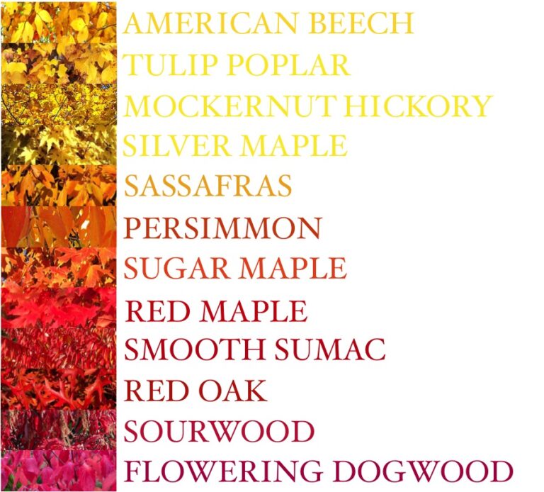 Fall Color - Ashley Hackshaw / Lil Blue Boo