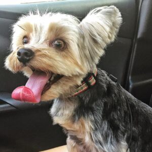 Happy the Happiest Dog Archives - Ashley Hackshaw / Lil Blue Boo